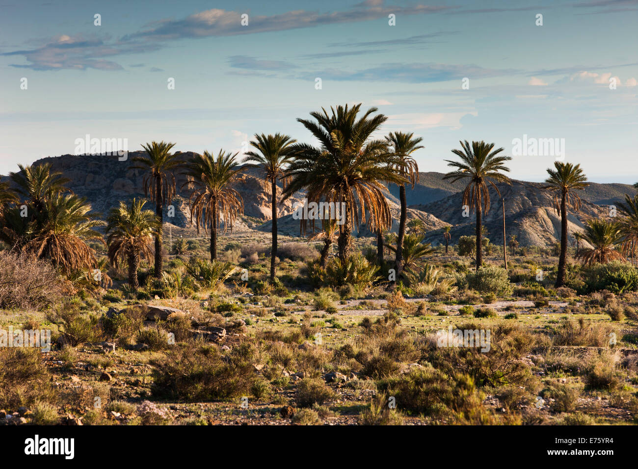 Palms at tabernas desert almeria province hi-res stock photography and ...