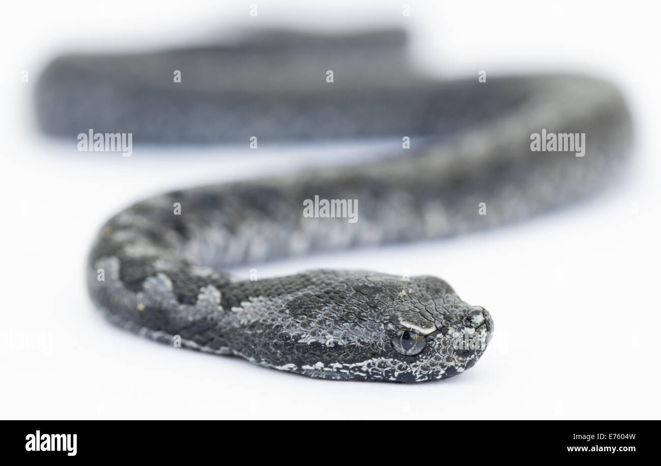 Viper snake baby, Vipera latastei Stock Photo - Alamy