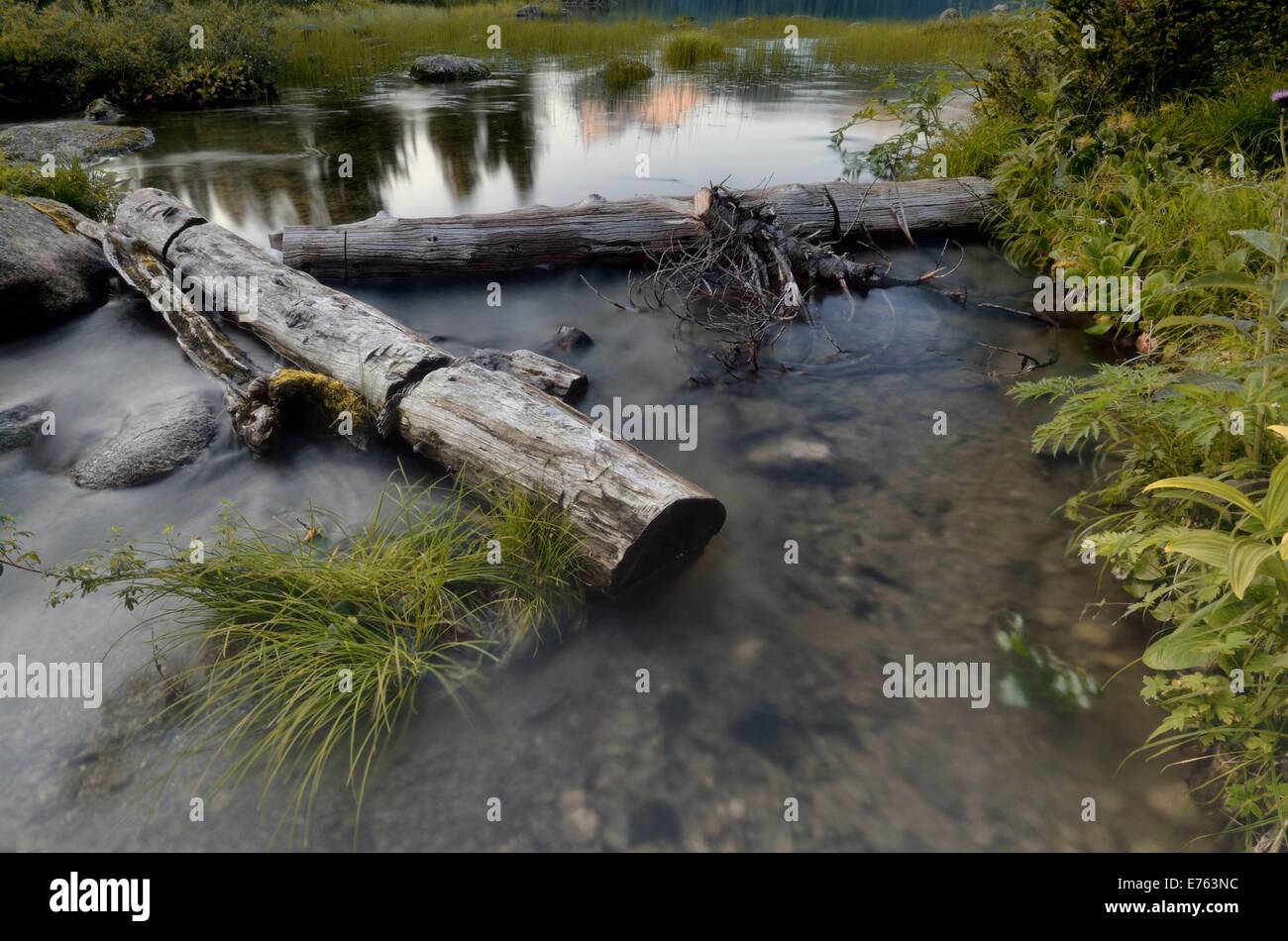 Log spring hi-res stock photography and images - Alamy