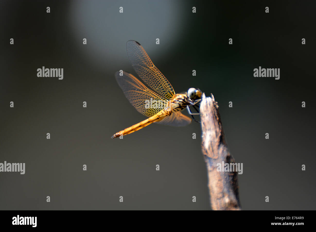 Dragon light hi-res stock photography and images - Alamy