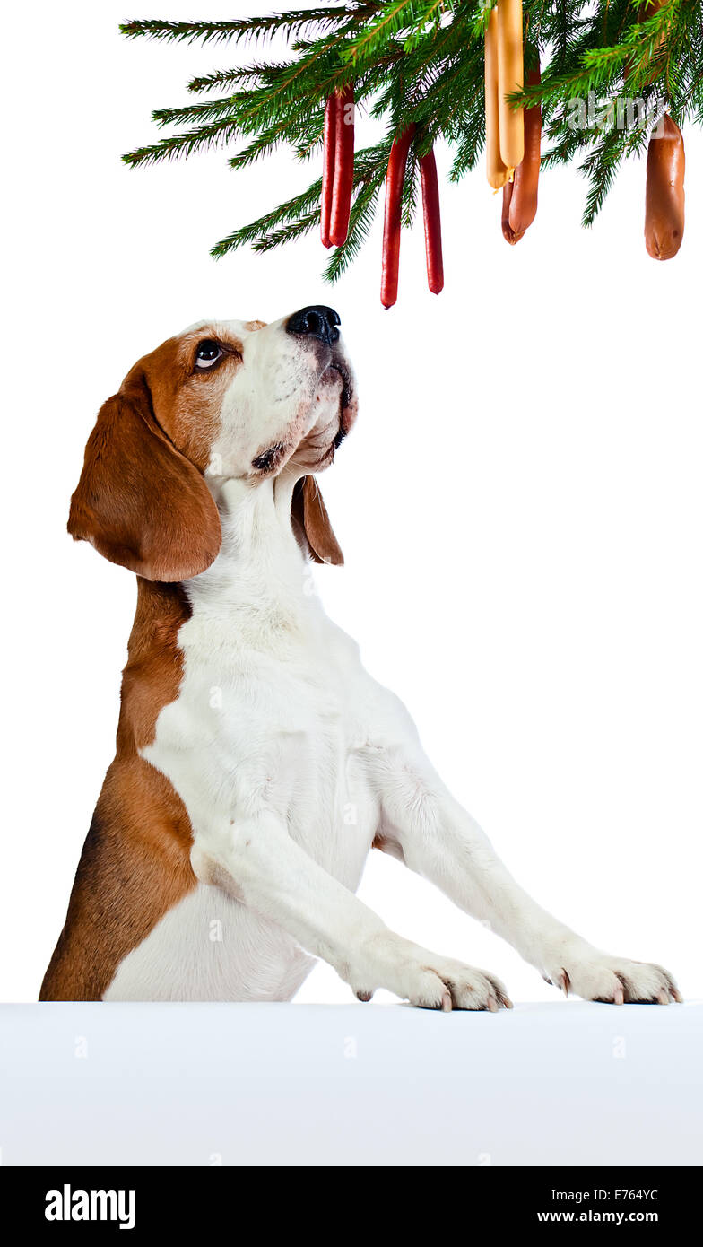 The cute beagle and its Christmas dreams, isolated on white Stock Photo ...