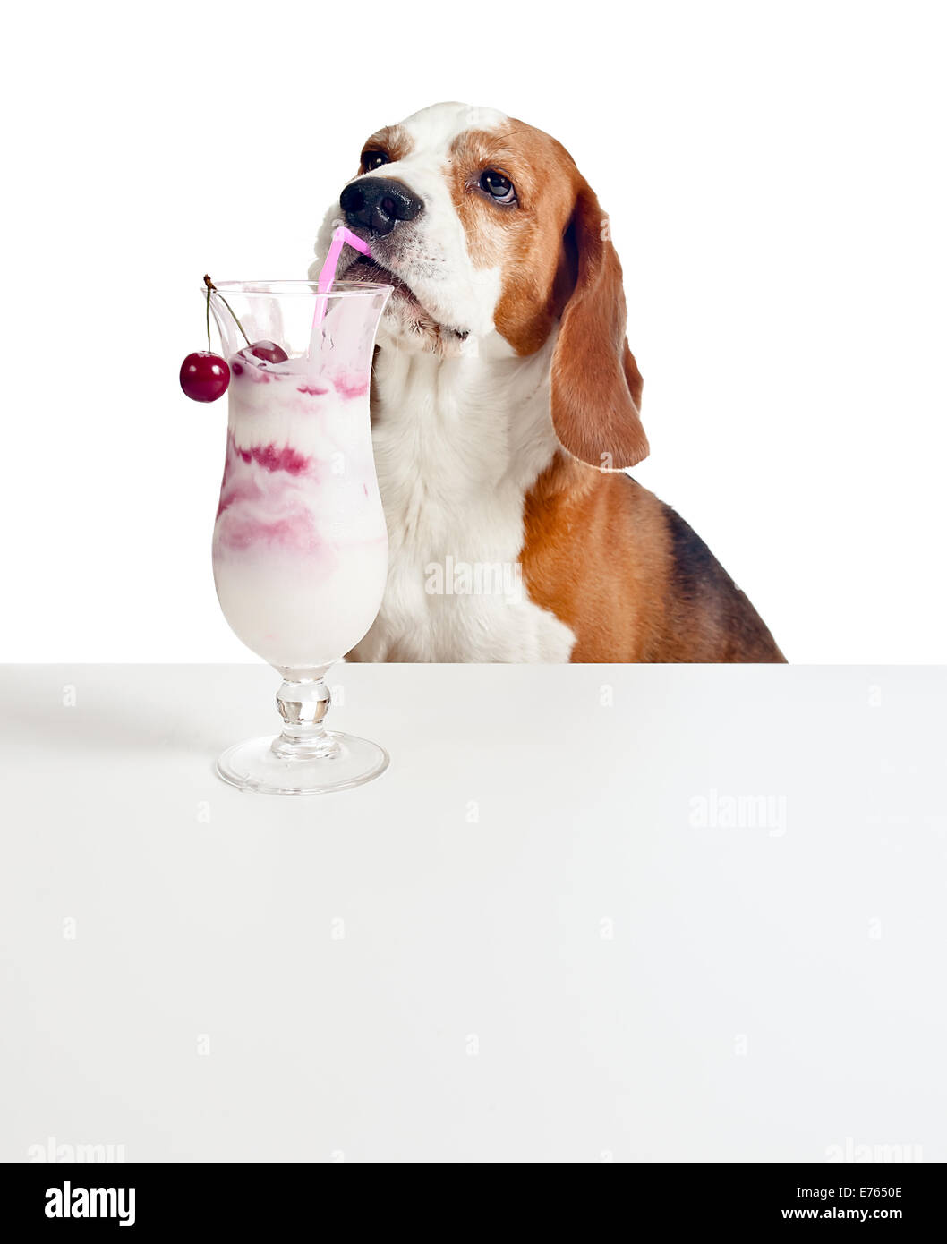cute dog drink cocktail , isolated on white Stock Photo - Alamy