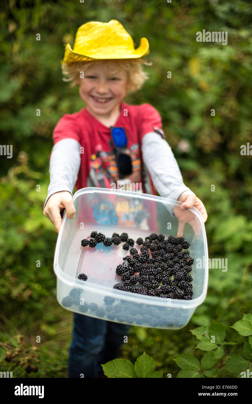 Young Boy picking Blackberries Stock Photo - Alamy
