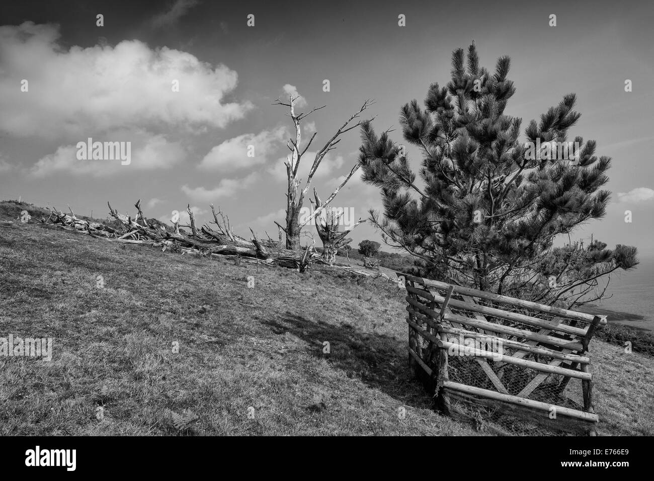 B/W of old fallen Monterey pine trees and newly planted replacements ...