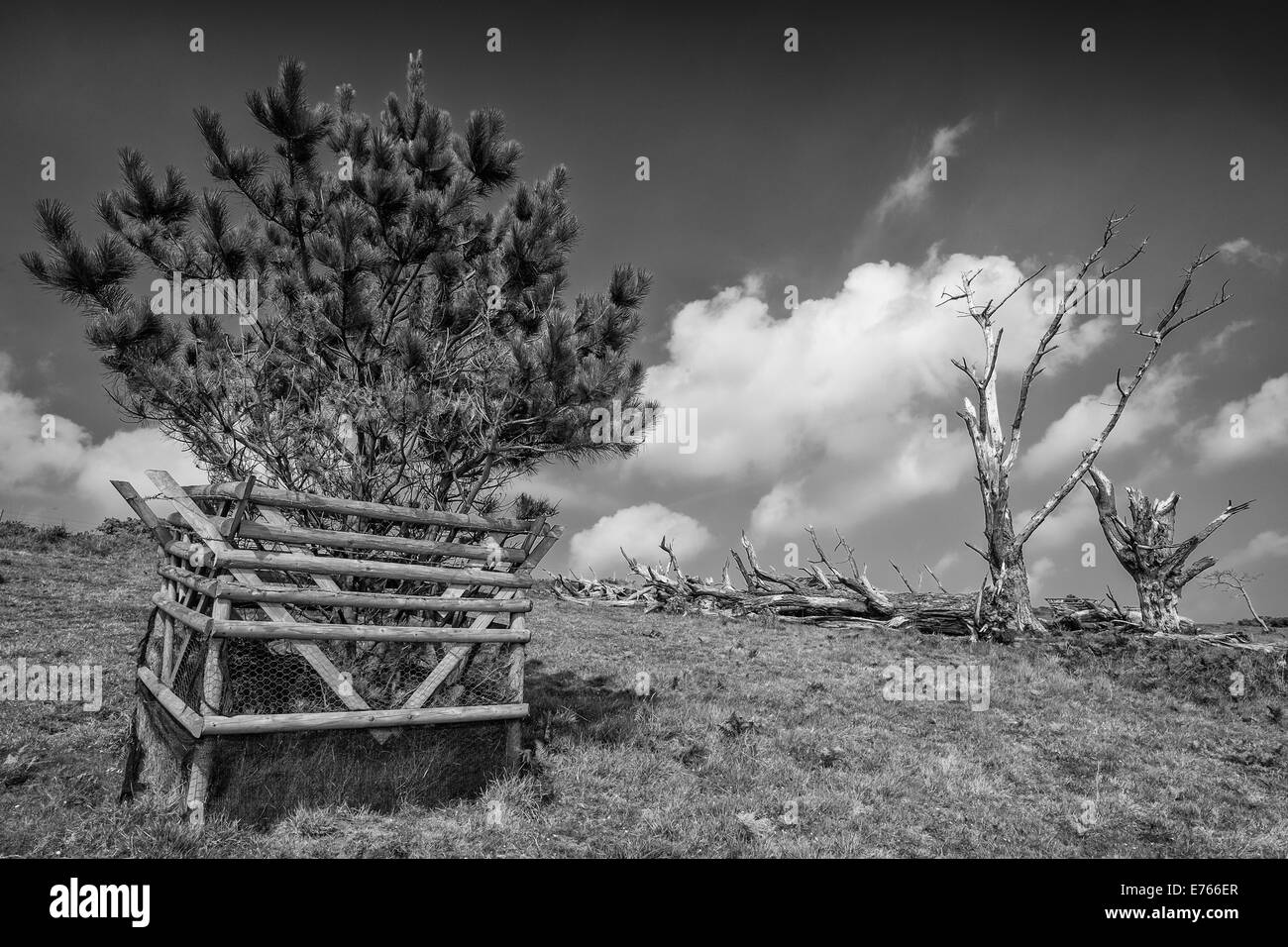 B/W of old fallen Monterey pine trees and newly planted replacements ...