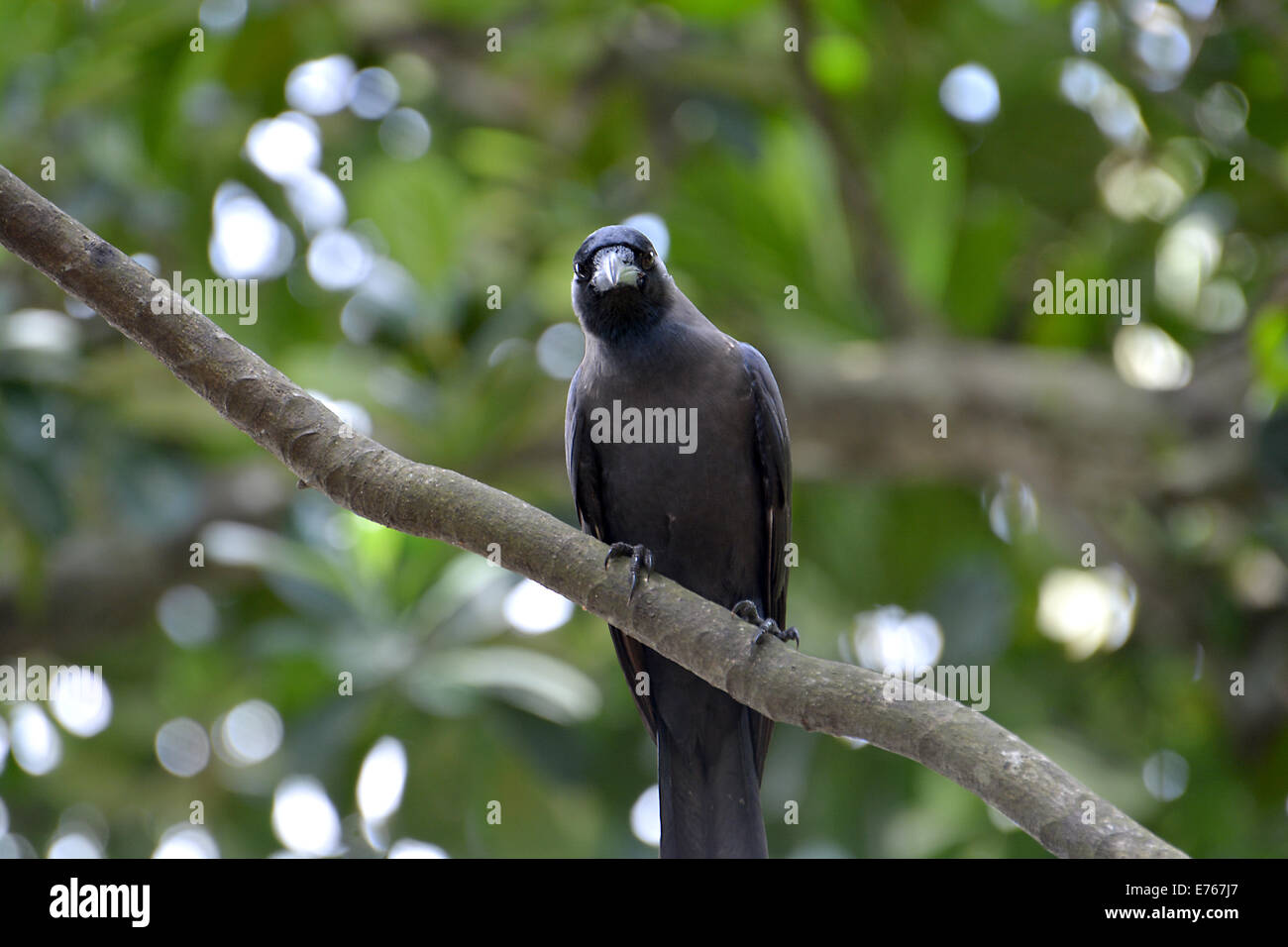 Scavenger crow hi-res stock photography and images - Alamy
