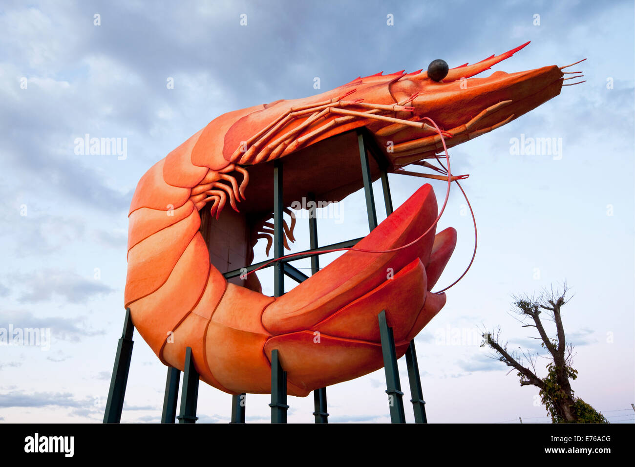 Australia australian big prawn crustacean sunset tourist attraction hi ...
