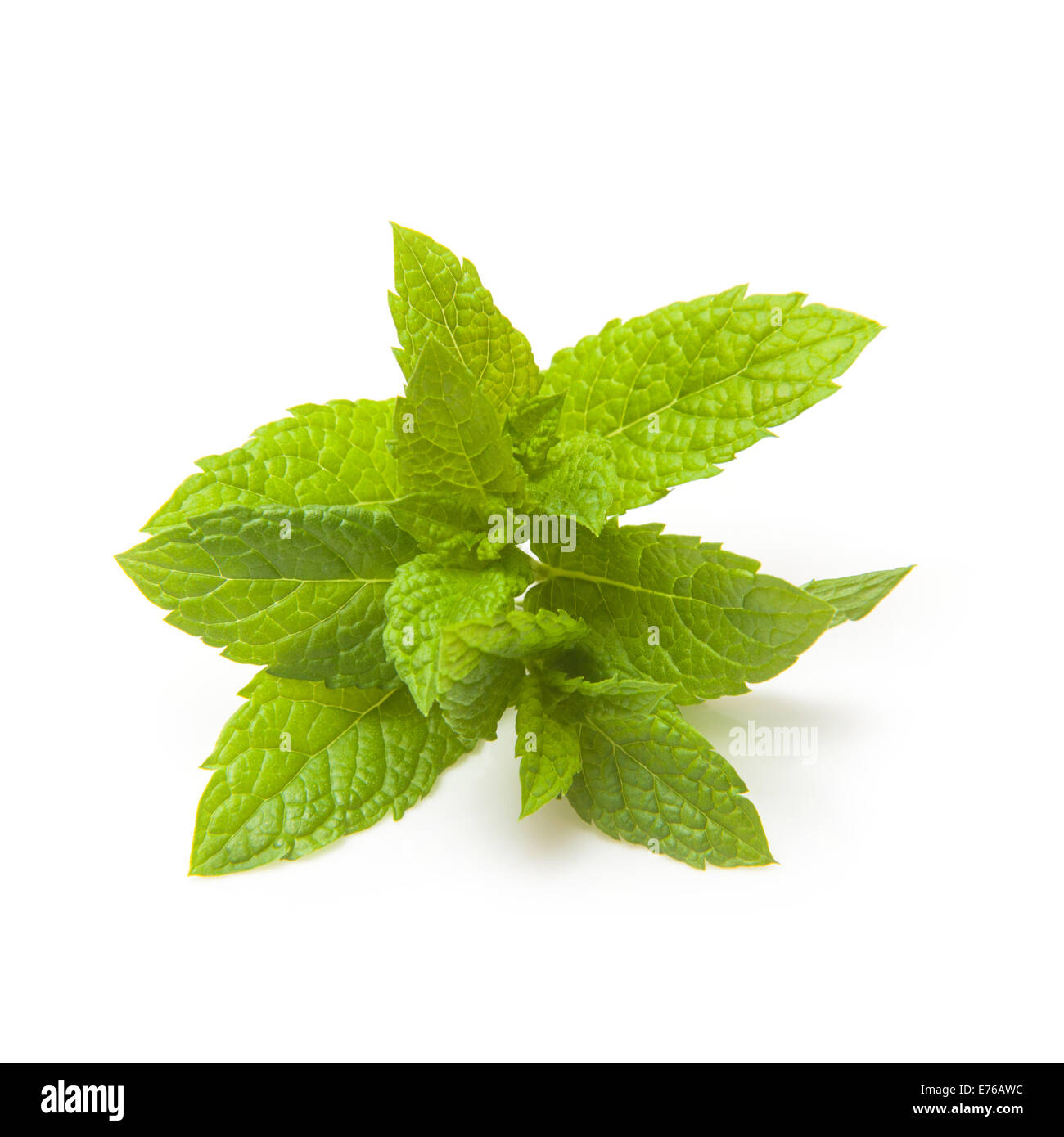 Fresh sprig of mint isolated on a white studio background Stock Photo ...