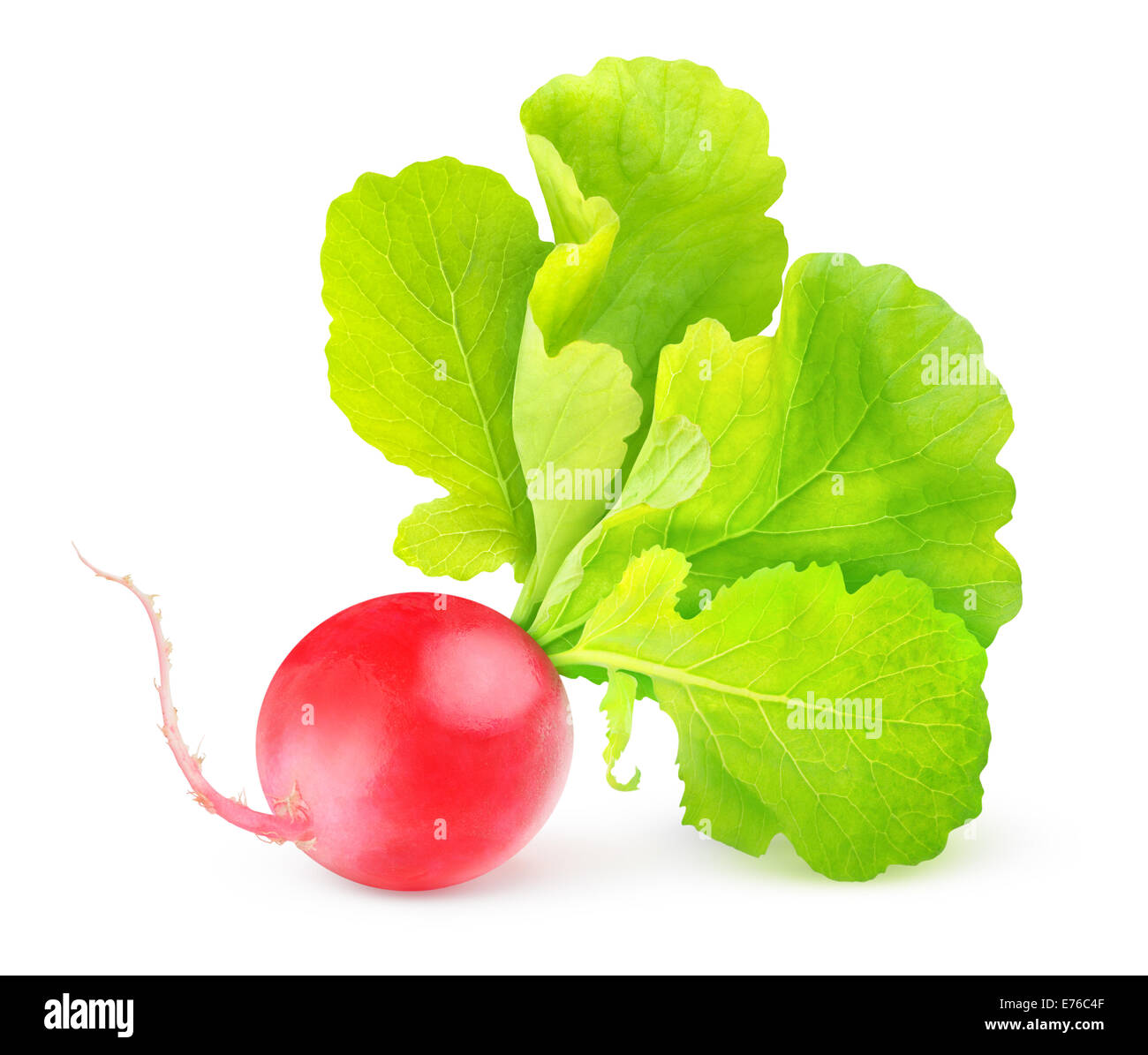 Red radish leaves on Cut Out Stock Images & Pictures - Alamy