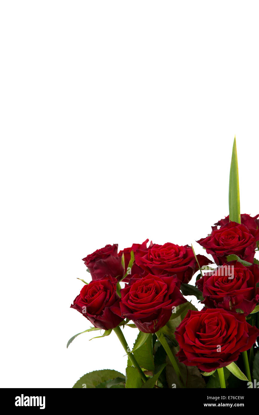 Red roses on a white background Stock Photo - Alamy
