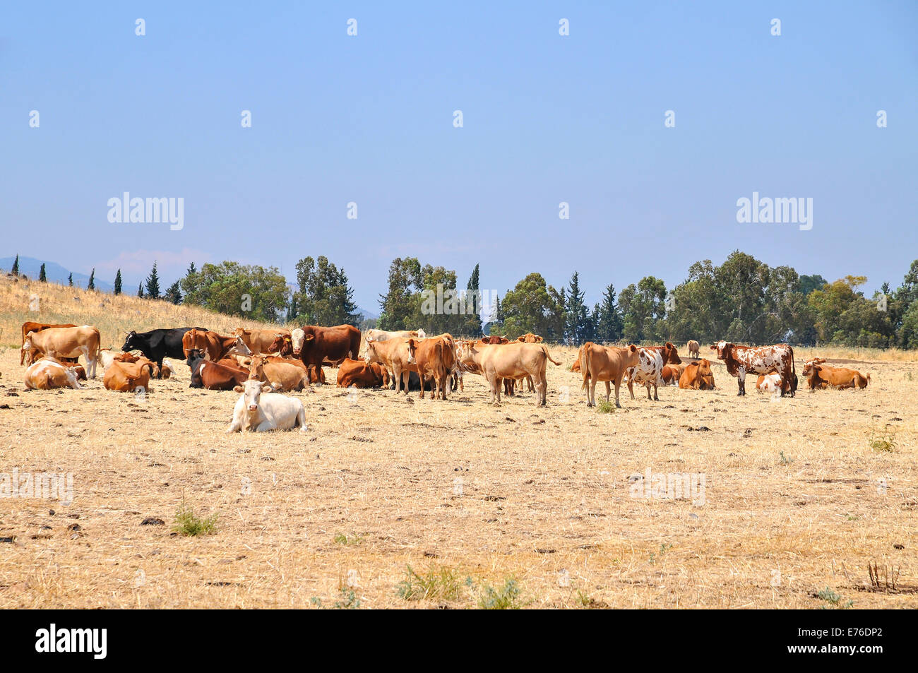 free grazing cattle. Photographed in Israel Stock Photo - Alamy
