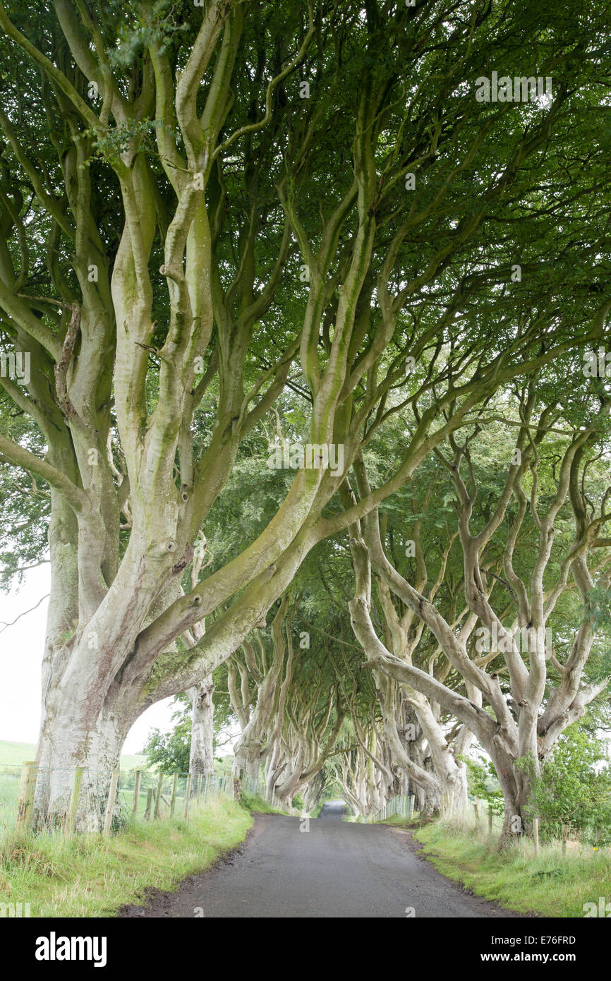 Dark Hedges, County Antrim, Northern Ireland Stock Photo - Alamy
