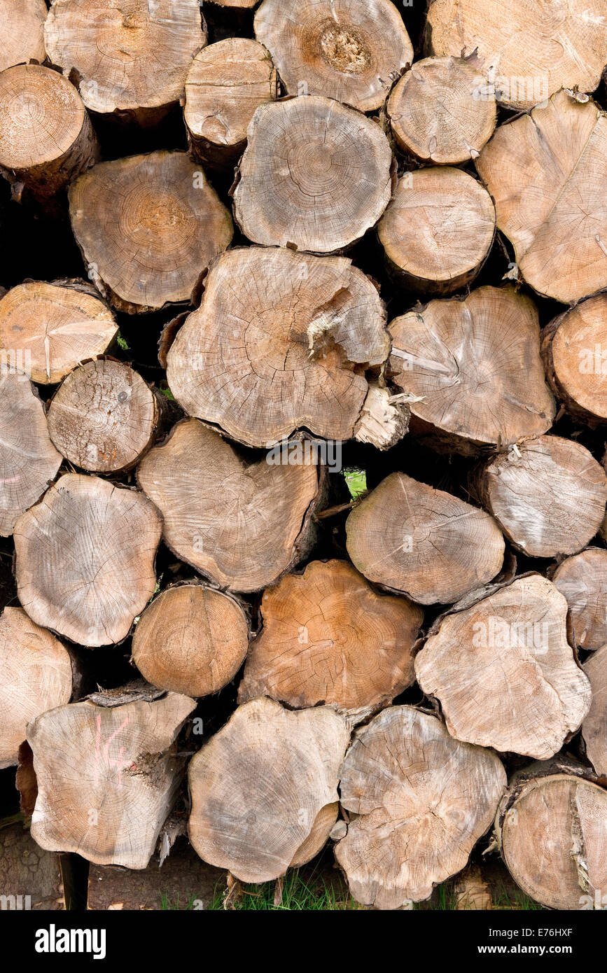 Pile of timber logs. Perthshire, Scotland Stock Photo - Alamy