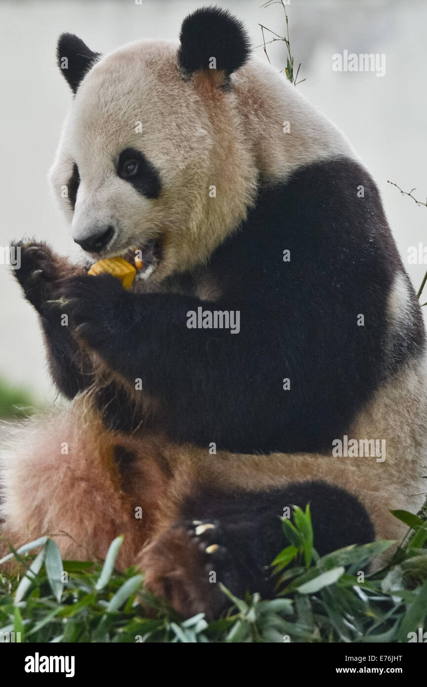 Animal cake zoo hi-res stock photography and images - Alamy