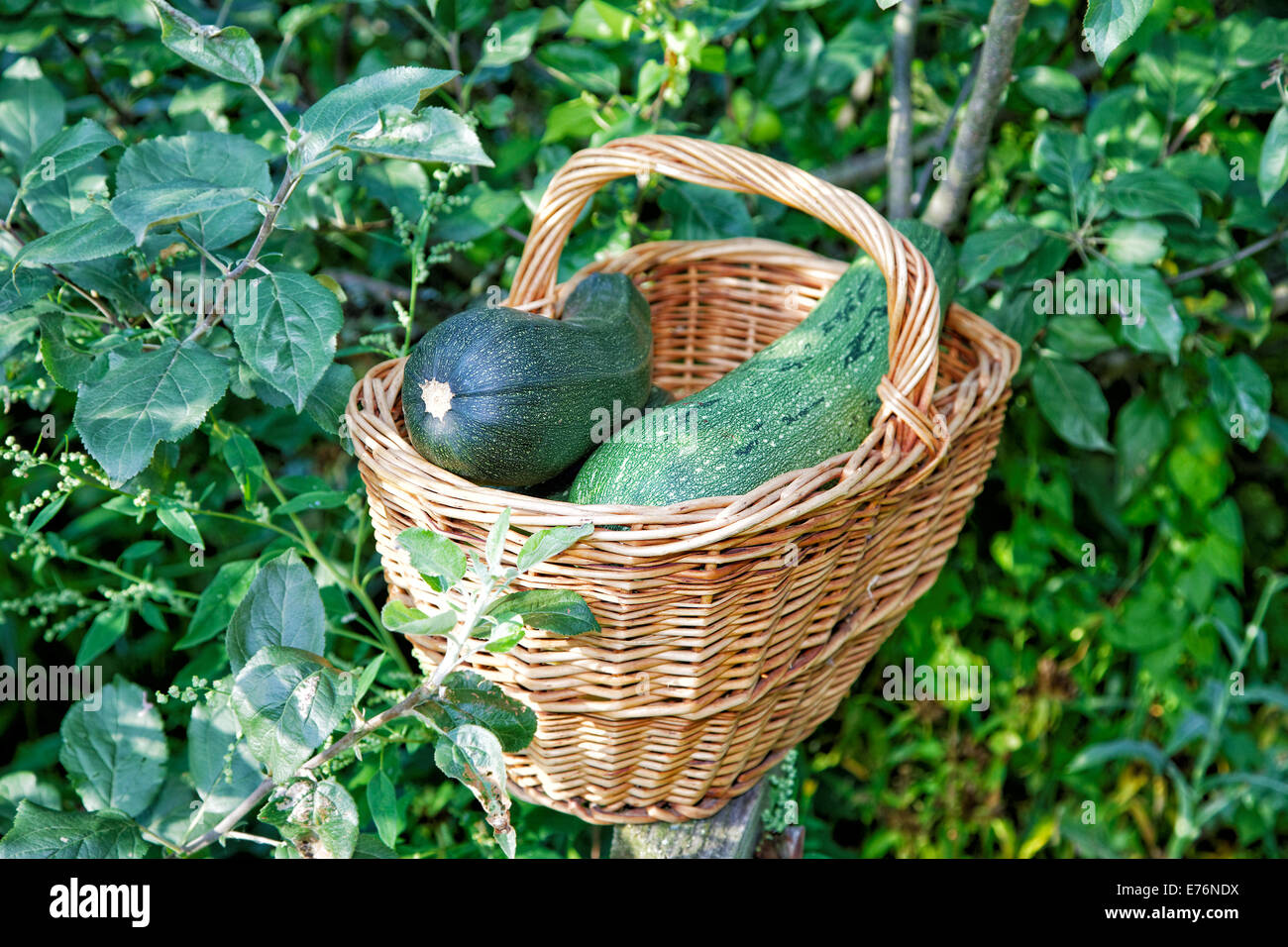 Vegetable marrows in a wattled basket among green foliage Stock Photo ...