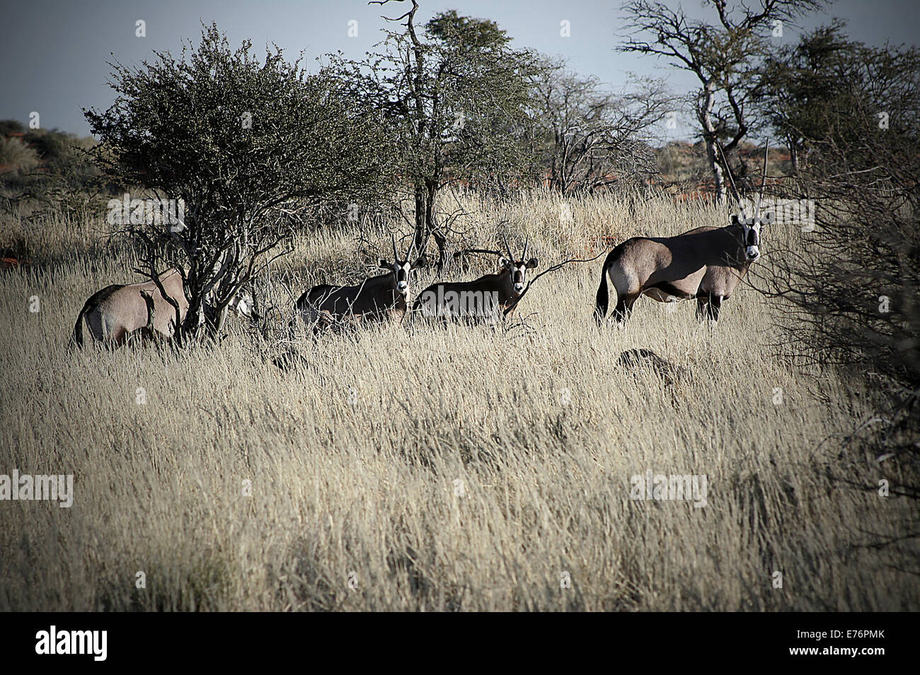 Antelope savanna namibia hi-res stock photography and images - Alamy