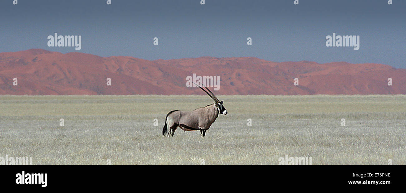 Antelope savanna namibia hi-res stock photography and images - Alamy