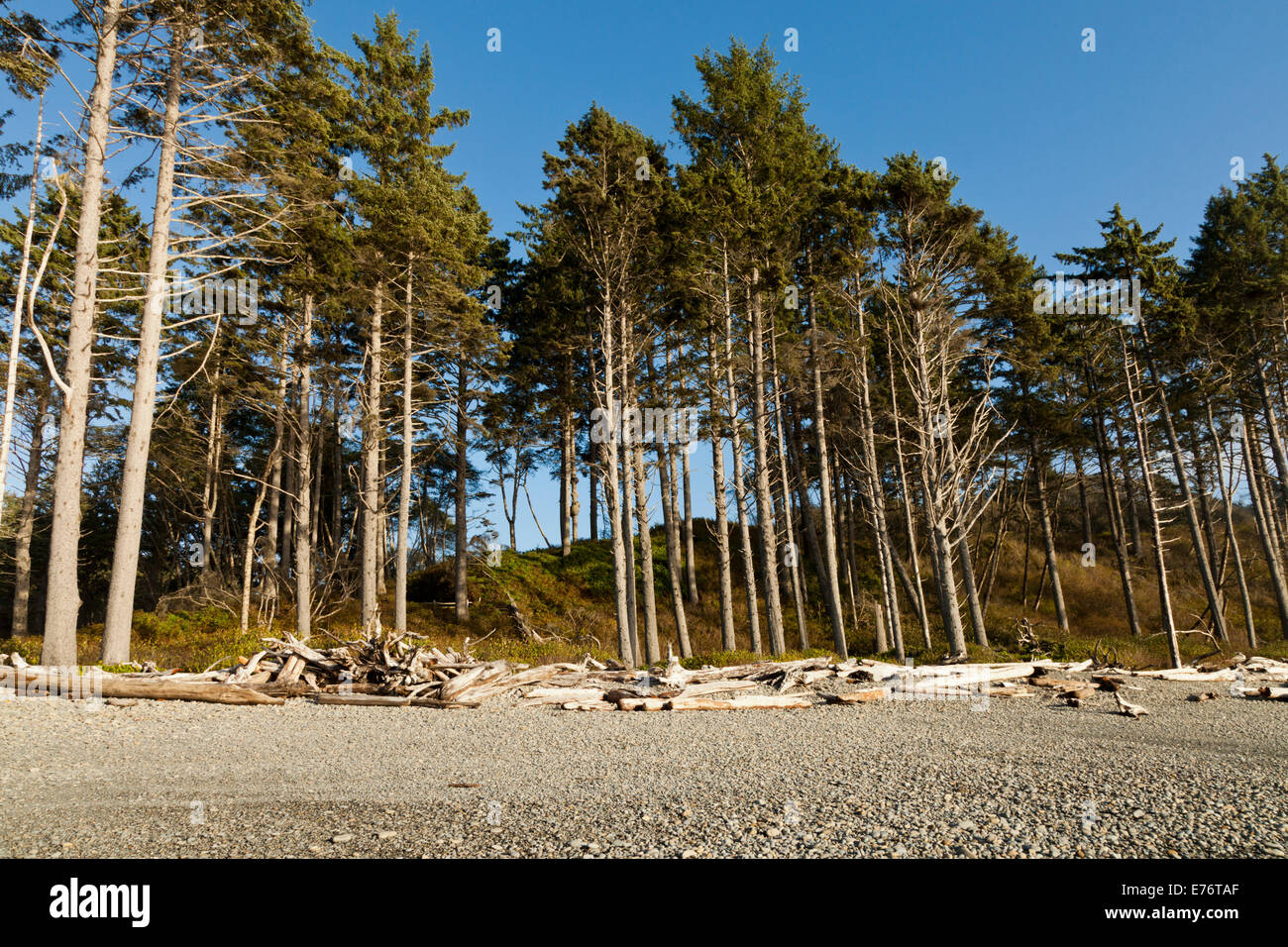 Tree line on the edge of Ruby Beach, Olympic National Park Washington ...