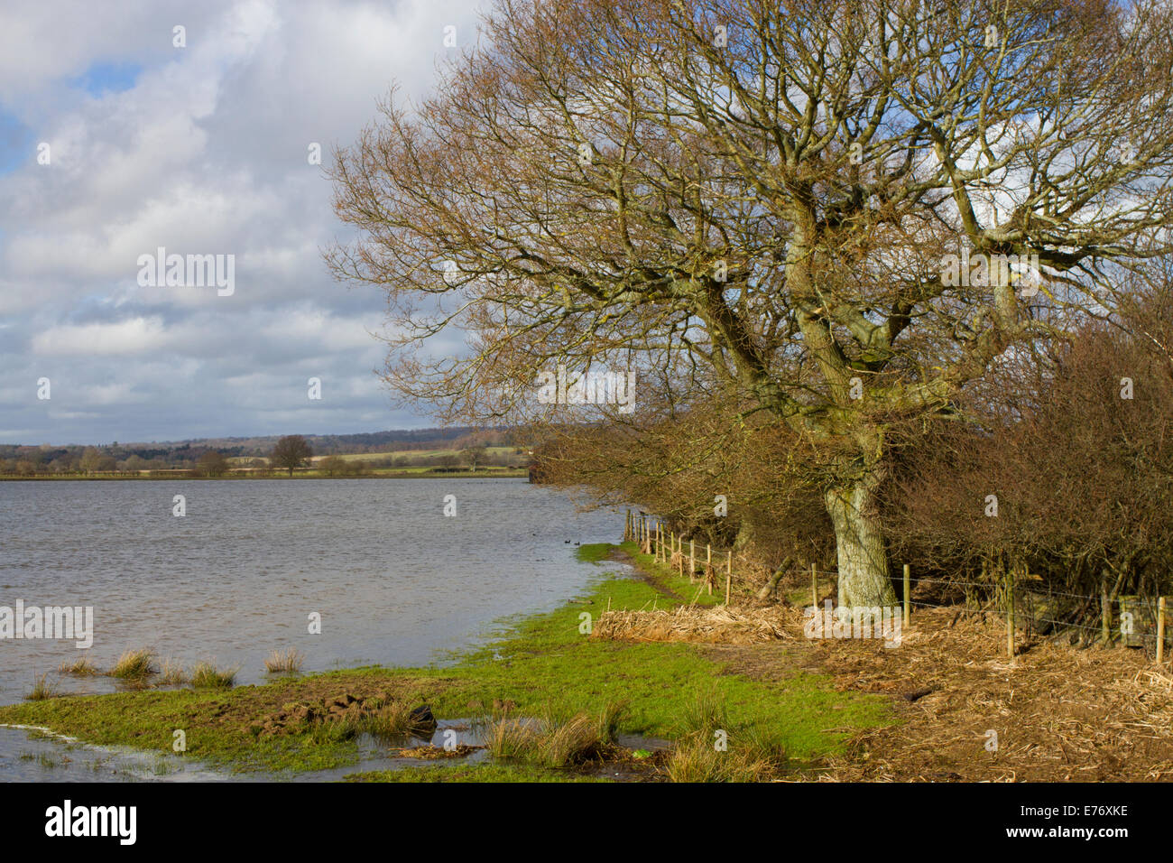 Large tree on edge of marsh hi-res stock photography and images - Alamy