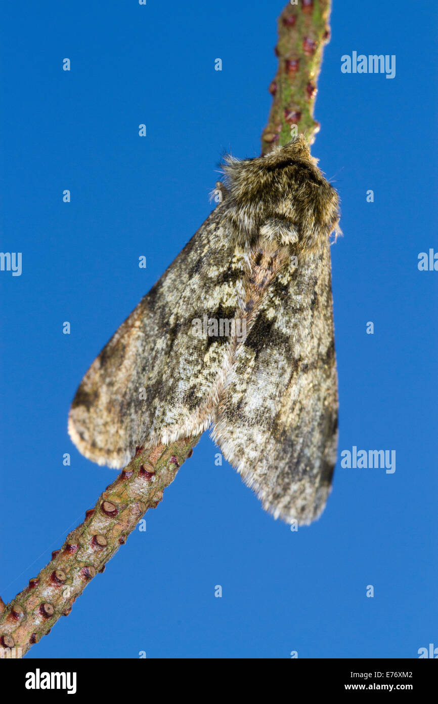 March moth hi-res stock photography and images - Alamy