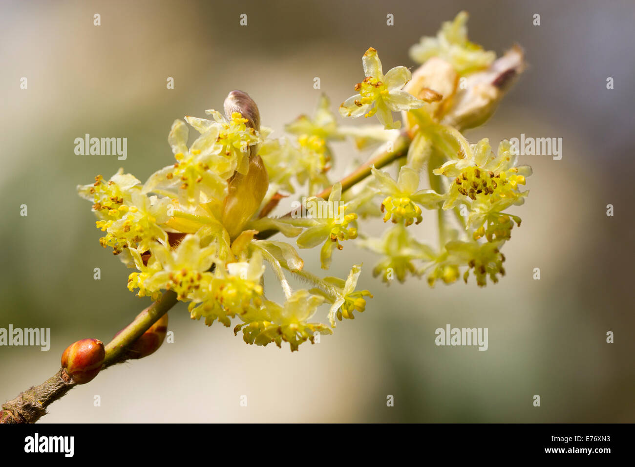 Japanese Spicebush (Lindera praetermissa) flowering in a garden ...