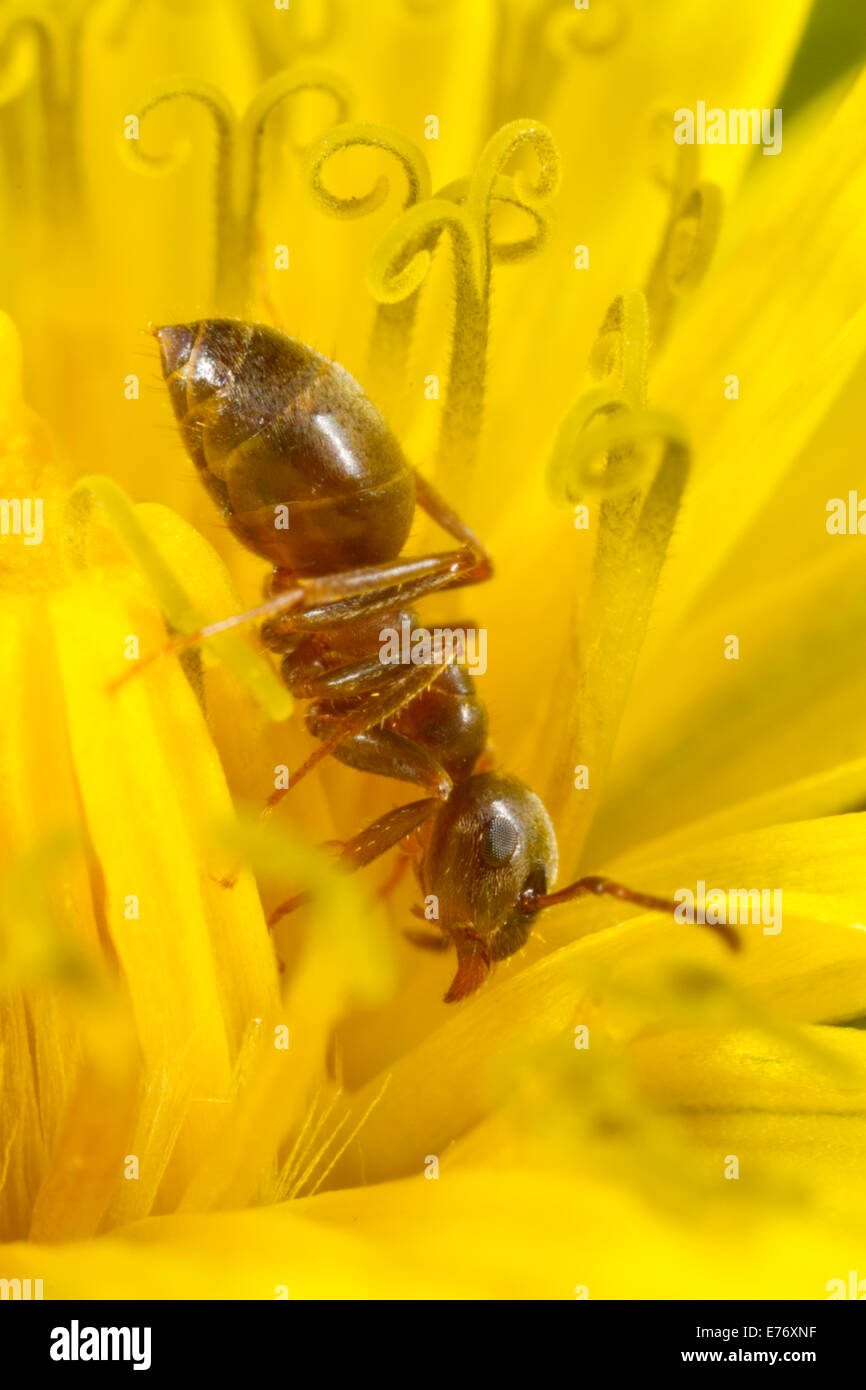 Black garden ant lasius niger feeding hi-res stock photography and ...