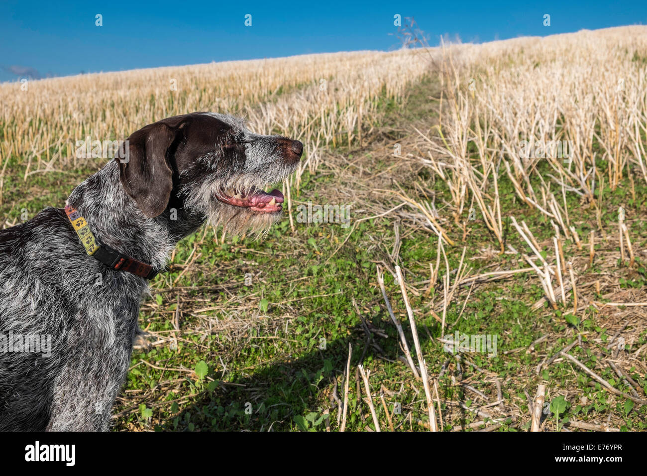 GERMAN WIRE HAIRED POINTER GUN DOG IN FIELD OF STUBBLE LATE SUMMER IN ...