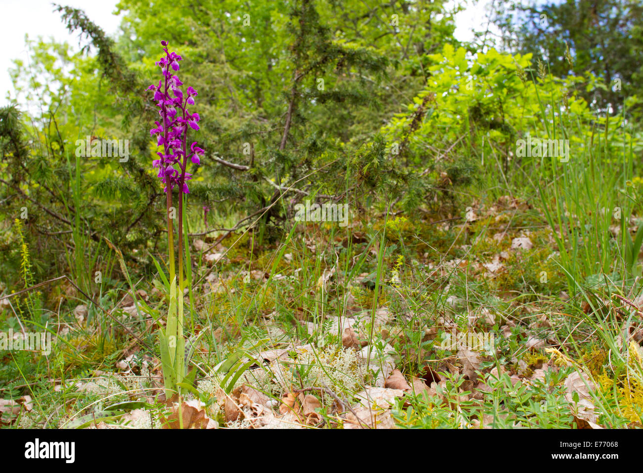 Mascula hi-res stock photography and images - Alamy