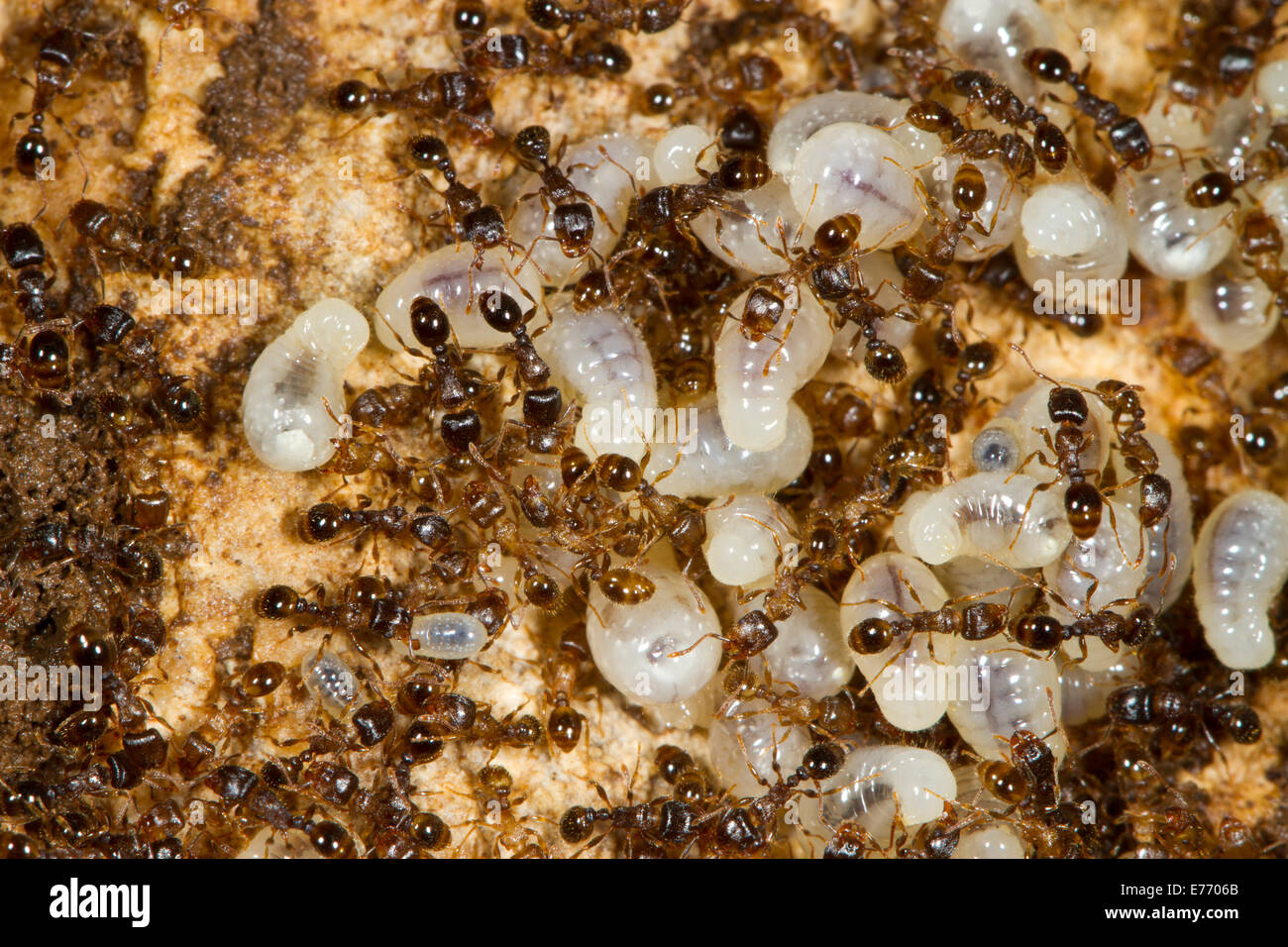 Ants Tetramorium caespitum workers in a nest with large larvae. On the ...