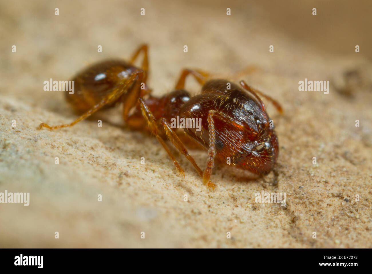 Ant Pheidole pallidula large-headed worker, this caste chew seeds to ...