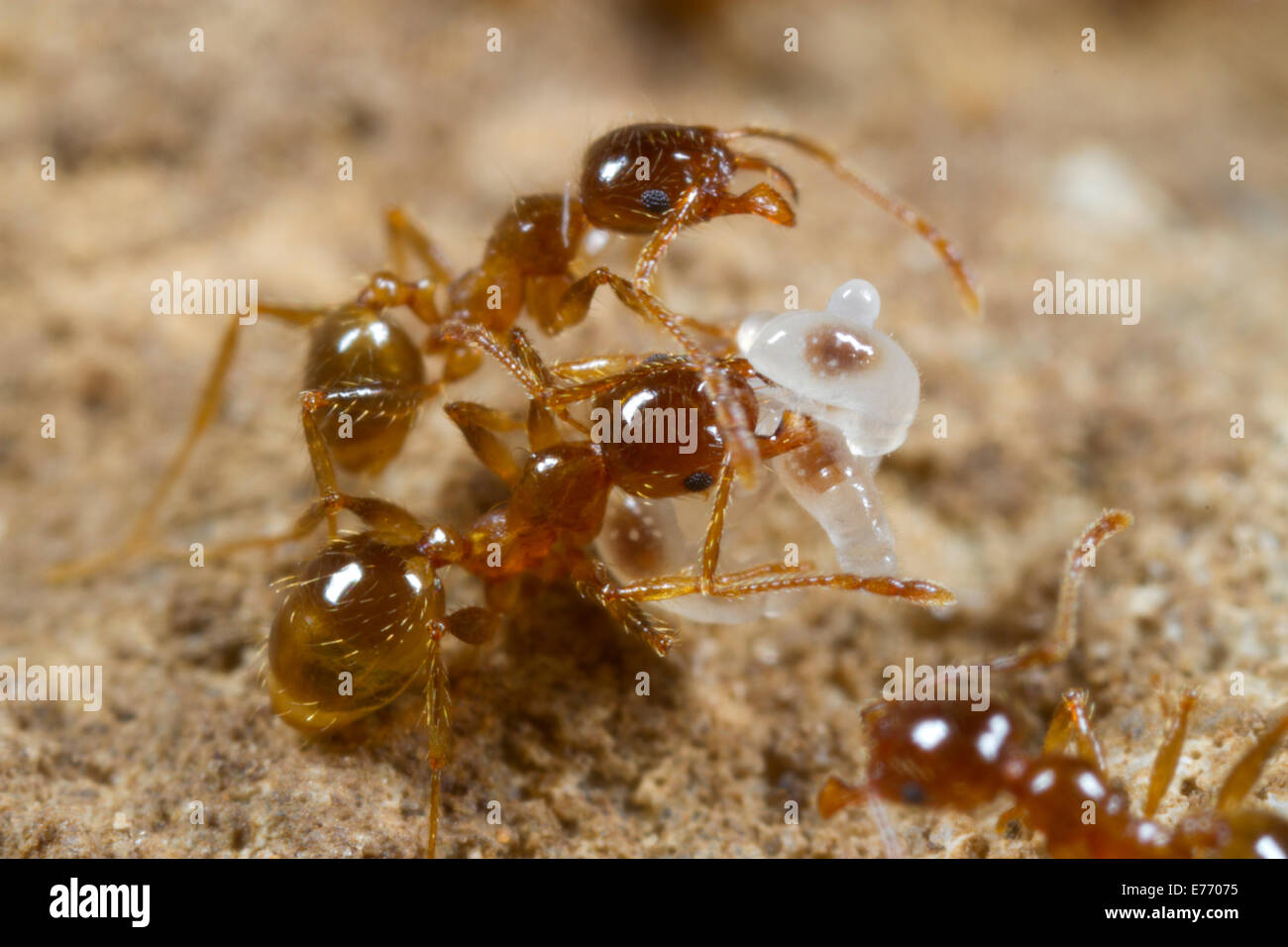 Mediterranean Dimorphic Ant (Pheidole pallidula) workers tending larvae ...