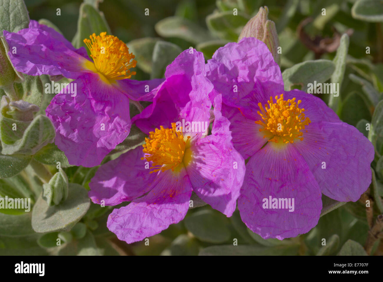 Grey-leaved Cistus (Cistus albidus) flowers. Montagne de la Clape, Aude ...