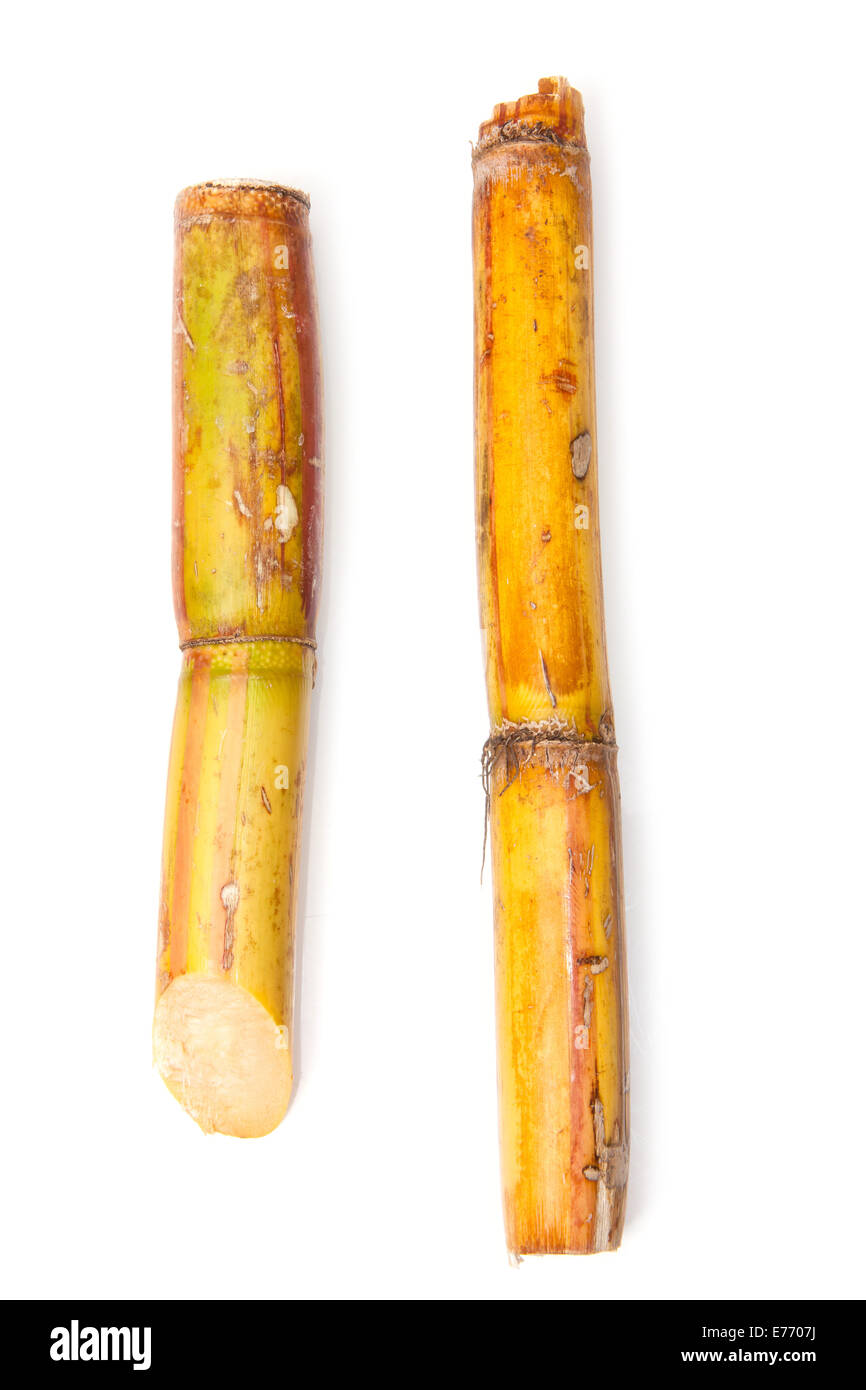 Fresh sugar cane isolated on a white studio background Stock Photo - Alamy