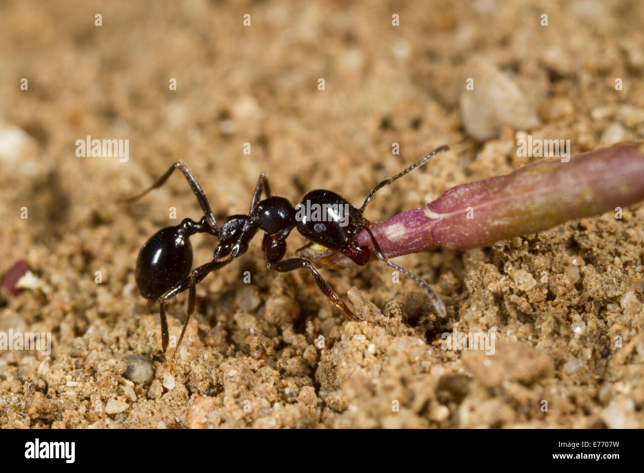 Harvester ant (Messor bouvieri) minor worker carrying a seed back to ...
