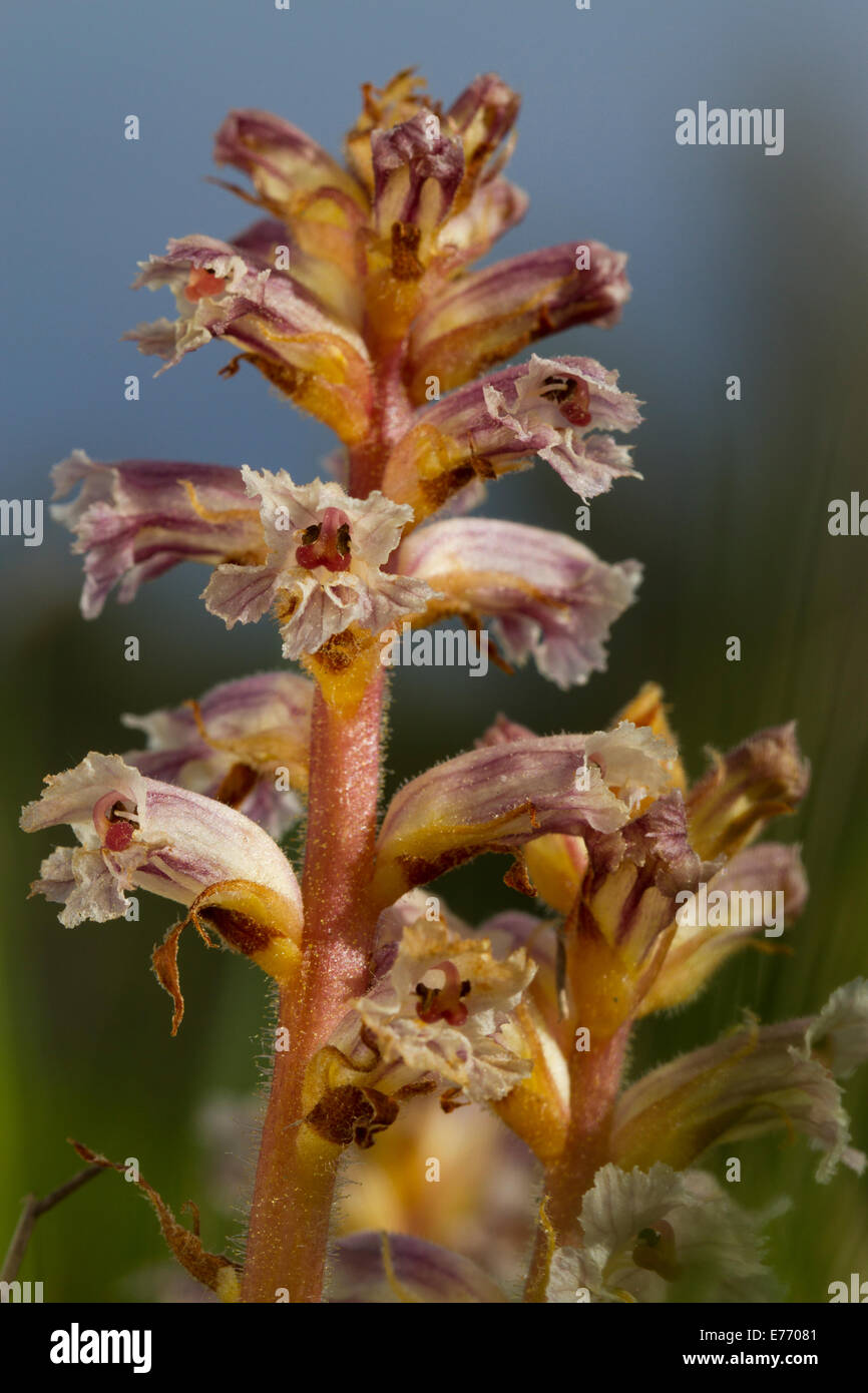 Common Broomrape (Orobanche minor) flowering. Ile St. Martin, Aude ...