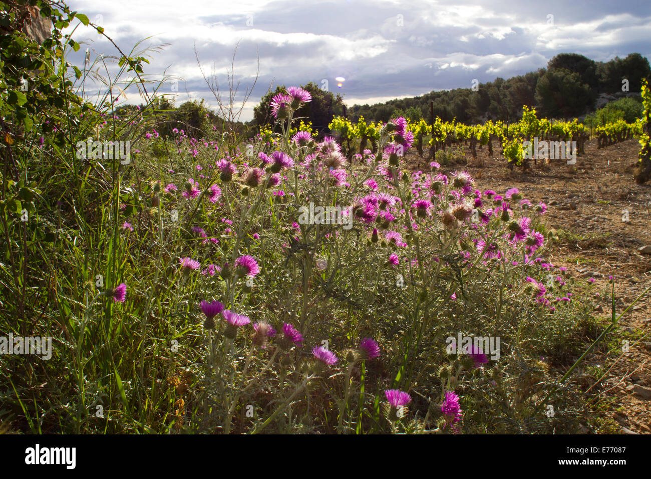 Galactites (Galactites tomentosa) thistles flowering at the edge of a ...