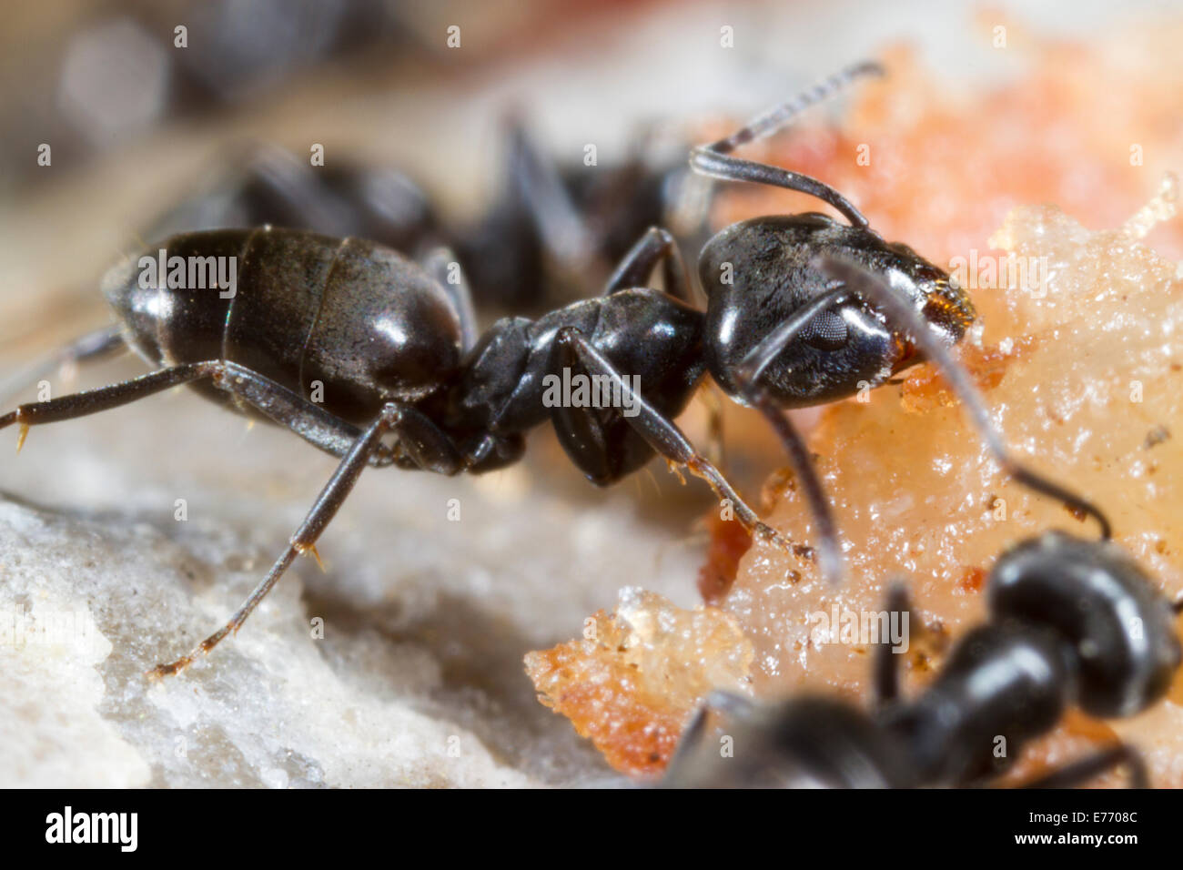 Tapinoma nigerrimum hi-res stock photography and images - Alamy