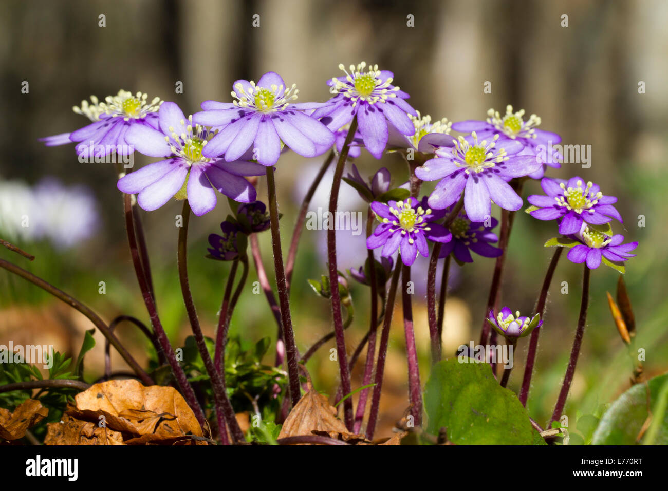 Hepatica hi-res stock photography and images - Alamy