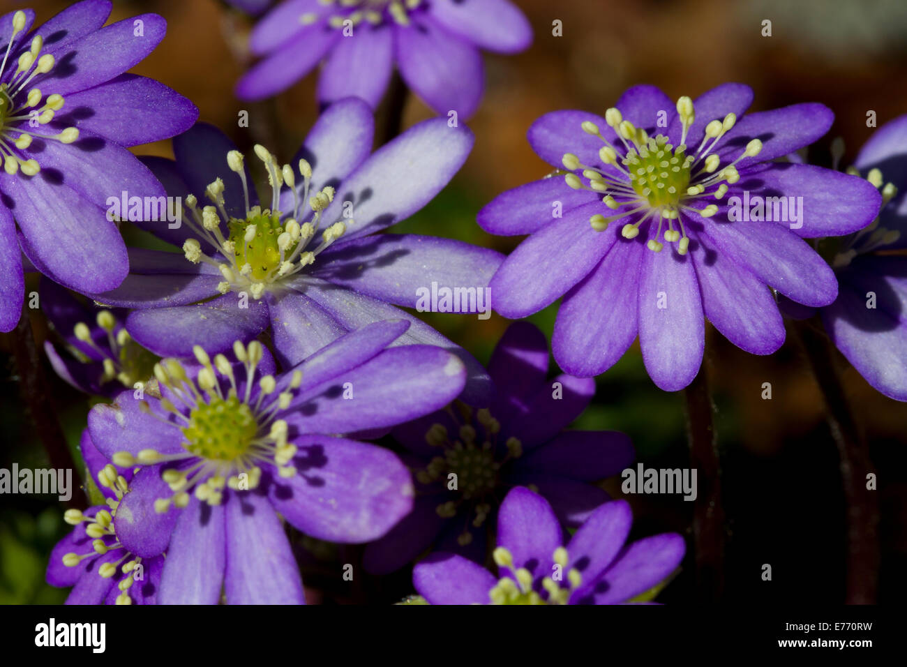 Hepatica hi-res stock photography and images - Alamy