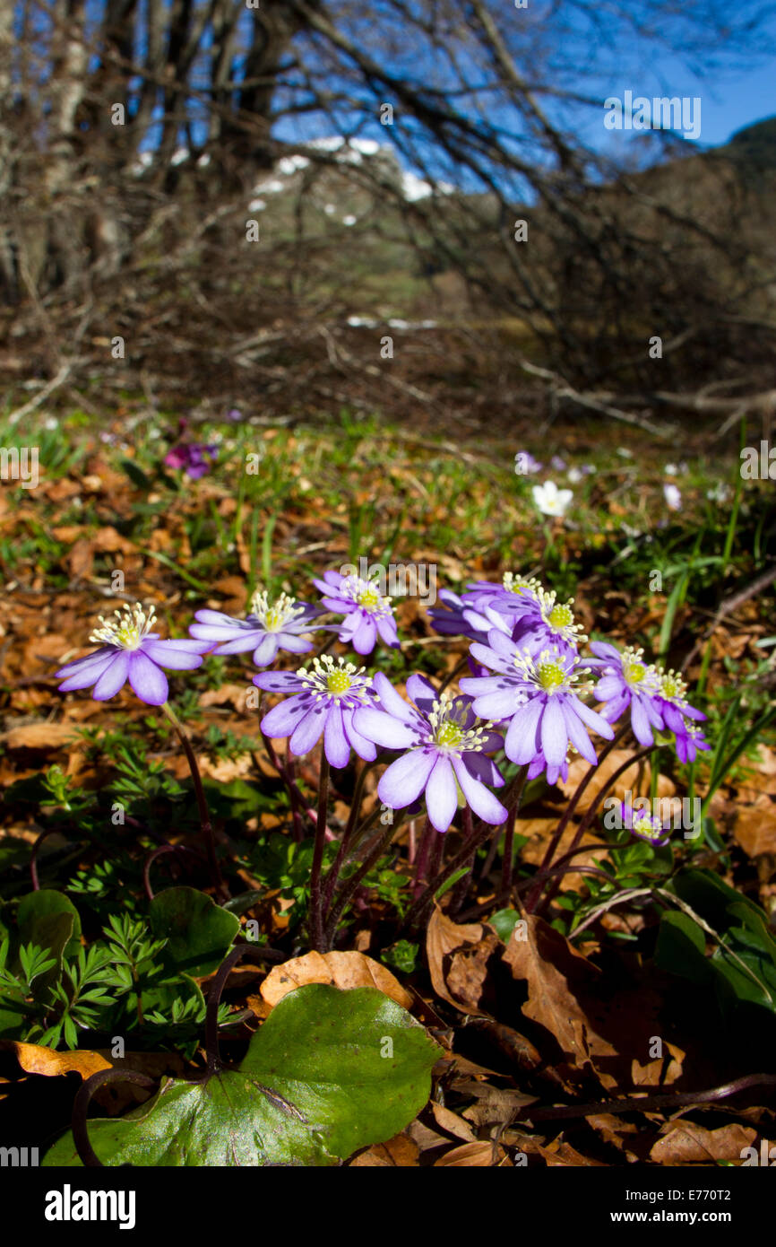 Hepatica ( Hepatica nobilis) flowering in open woodland soon after the ...