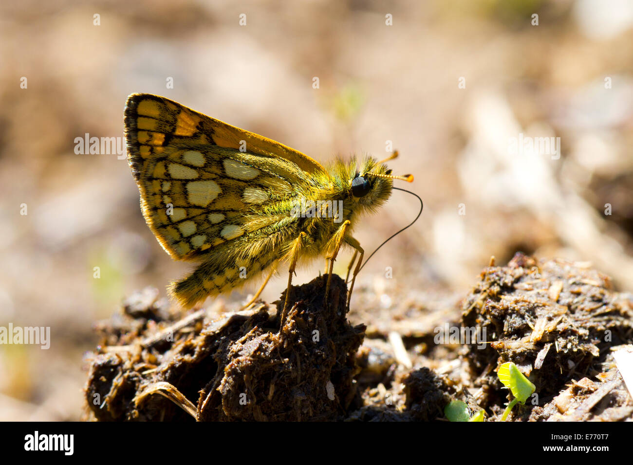 Skipper butterfly pattern hi-res stock photography and images - Alamy