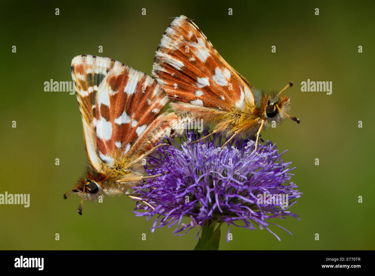 Red Underwing Skipper (Spialia sertorius) mating adults on a Globularia ...