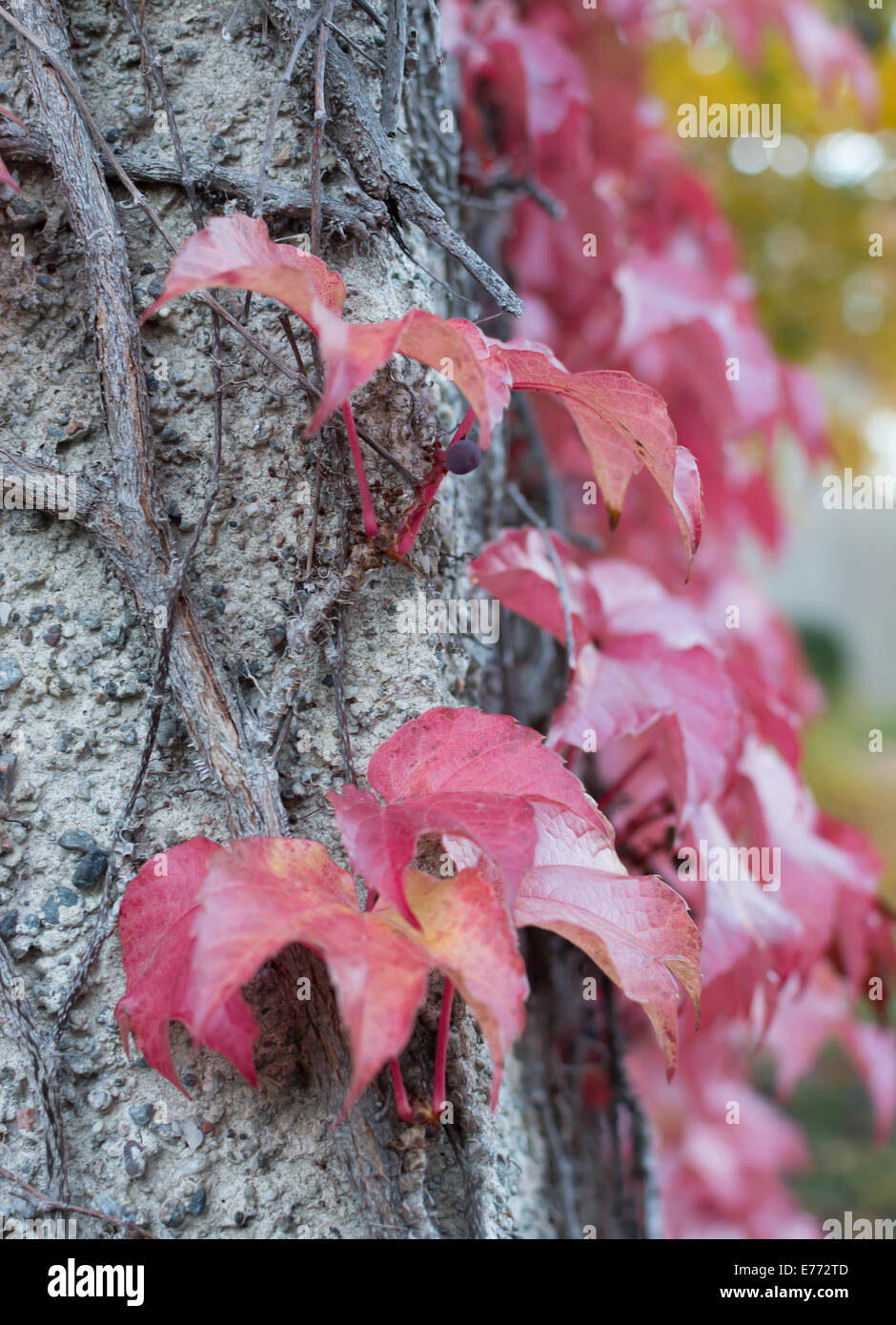Red Ivy Parthenocissus quinquefolia. Clinging red autumn leaves ...
