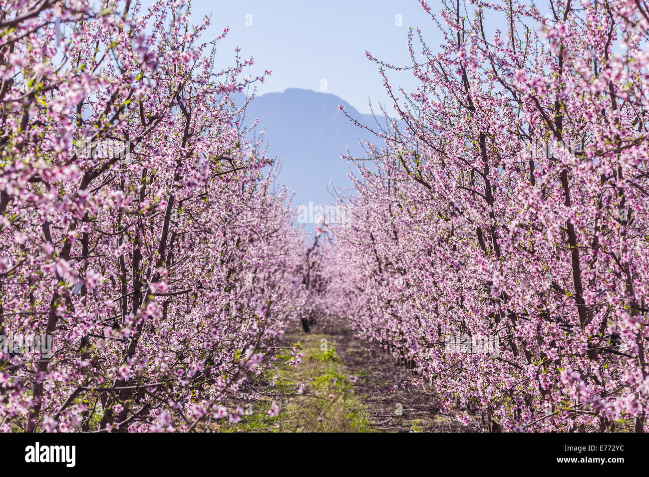 Peach blossoms in spring Stock Photo - Alamy
