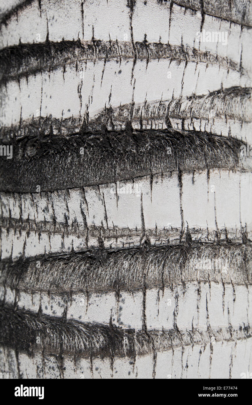 Detail of a palm trunk Stock Photo - Alamy