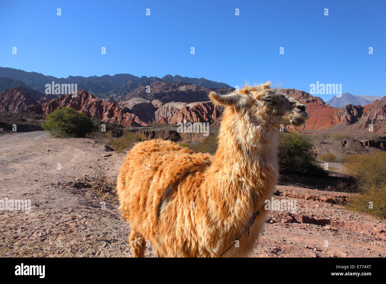 Camelid hi-res stock photography and images - Alamy