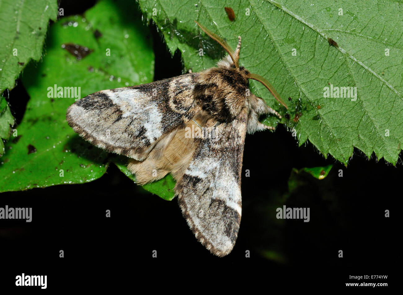Marbled Brown Moth - Drymonia dodonaea Male at night on leaf Stock ...