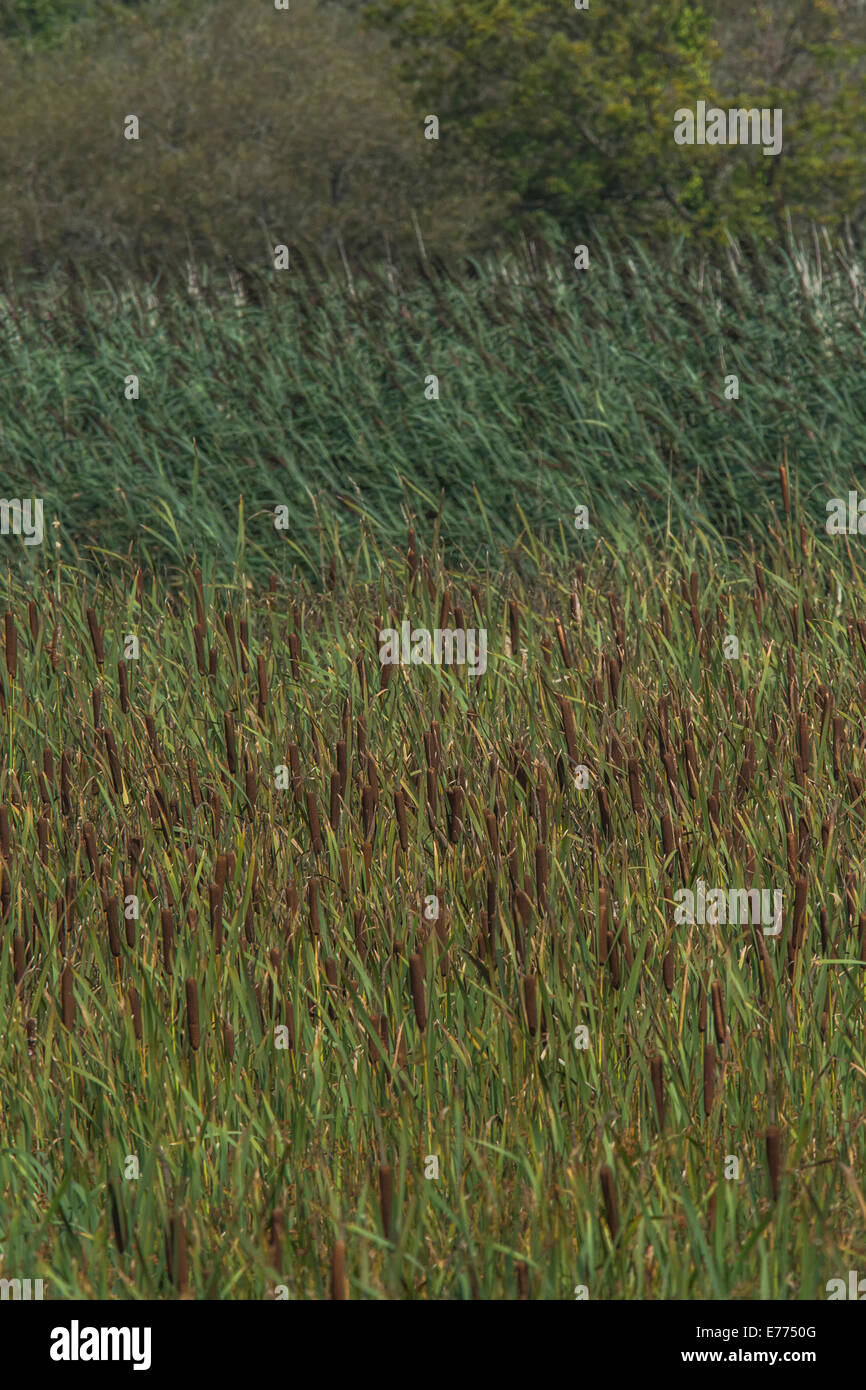 Reed mid hi-res stock photography and images - Alamy