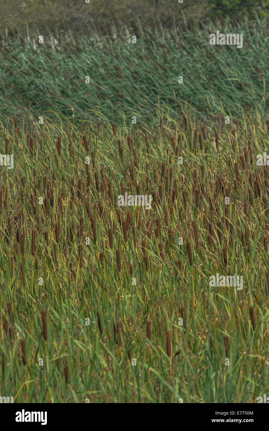 Larges species hi-res stock photography and images - Alamy