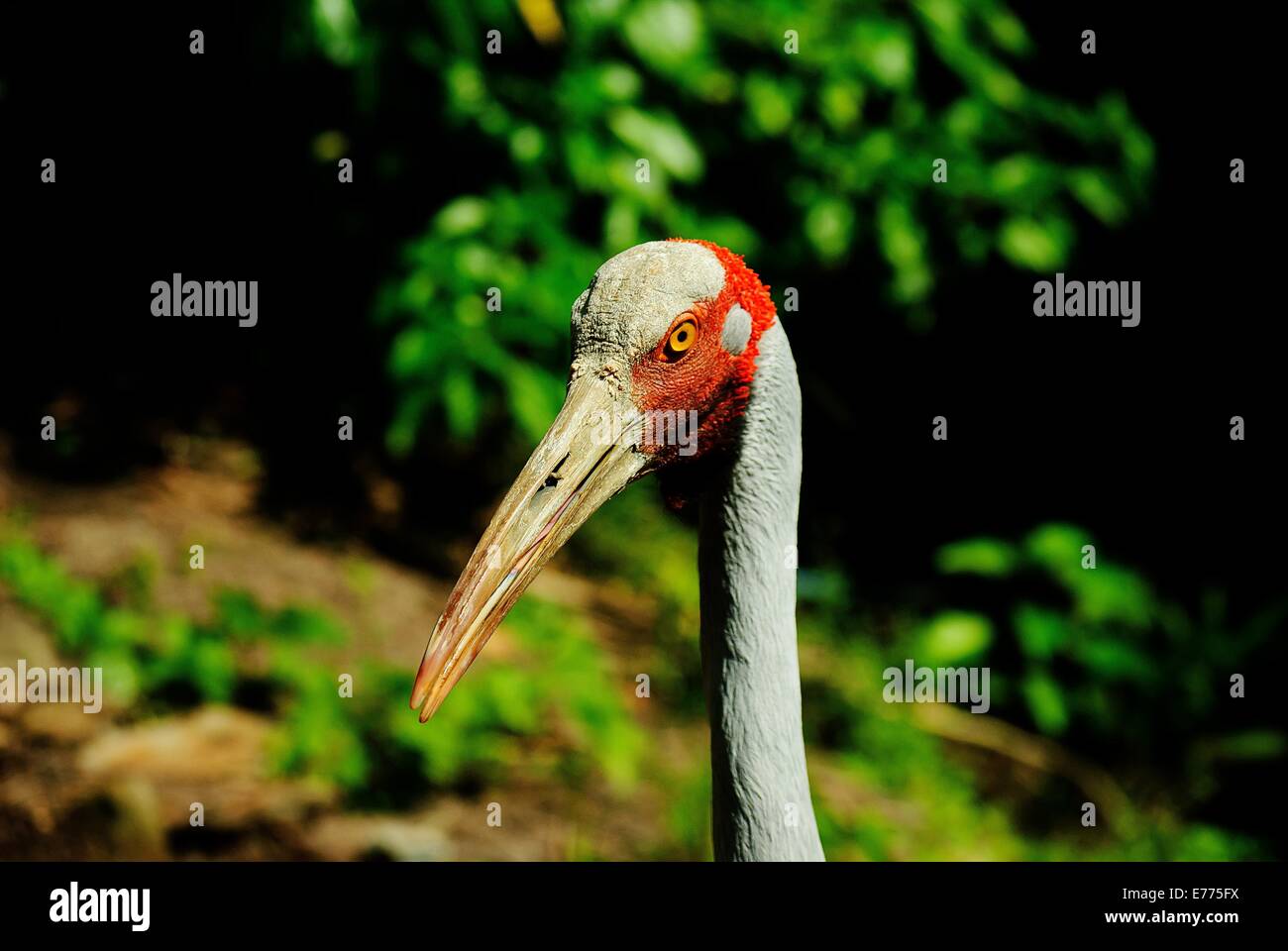 Crane brolga hi-res stock photography and images - Alamy